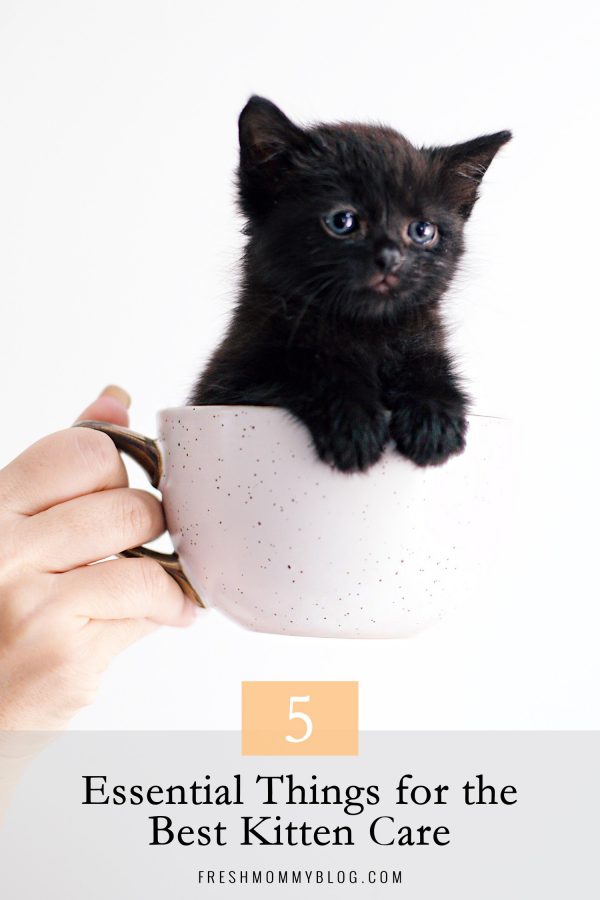 Essential Kitten Care Tips | Lifestyle | Fresh Mommy Blog