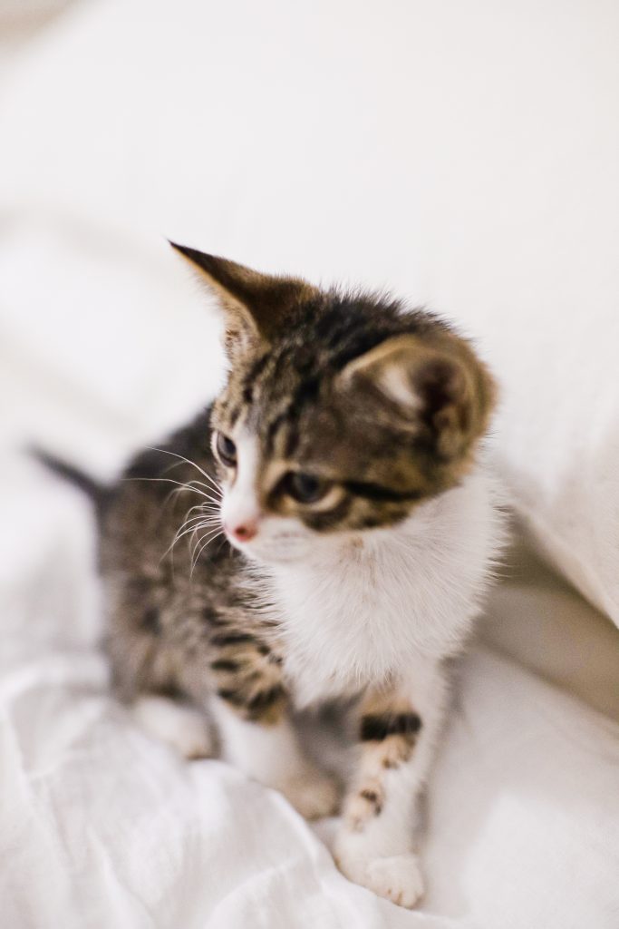 Teaching Your Cat Kid How to Take Care of Pets - Fresh Mommy Blog