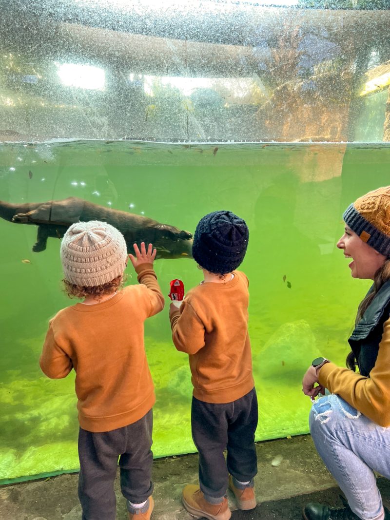 How to Have the Best Time at ZooTampa - Fresh Mommy Blog